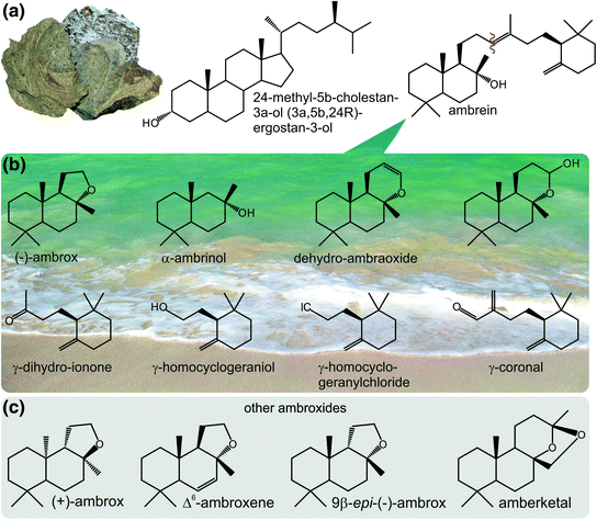 Enzymes for Synthetic Biology of Ambroxide-Related Diterpenoid ...