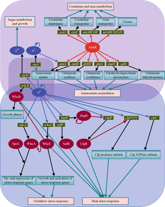 Corynebacterium glutamicum for Sustainable Bioproduction: From ...