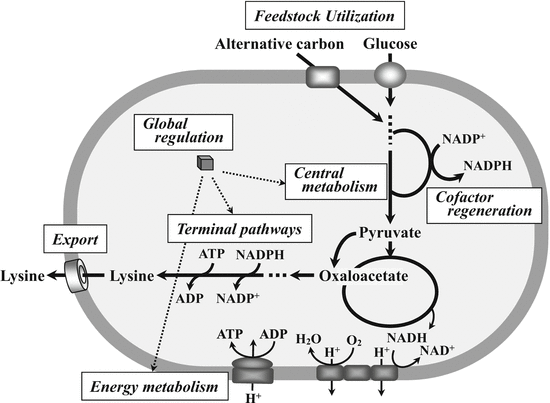 Lysine Fermentation: History and Genome Breeding | SpringerLink