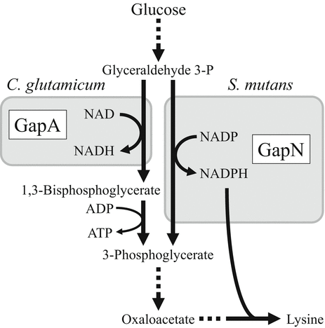 Lysine Fermentation: History and Genome Breeding | SpringerLink