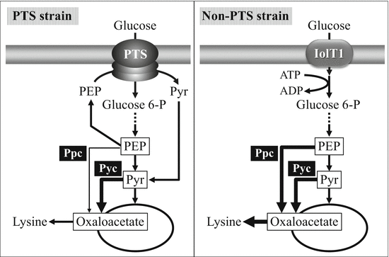 Lysine Fermentation: History and Genome Breeding | SpringerLink