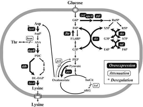 Lysine Fermentation: History and Genome Breeding | SpringerLink