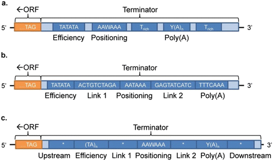 Promoter and Terminator Discovery and Engineering | SpringerLink