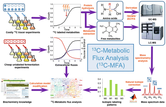 Synergizing 13C Metabolic Flux Analysis and Metabolic Engineering for Biochemical Production ...