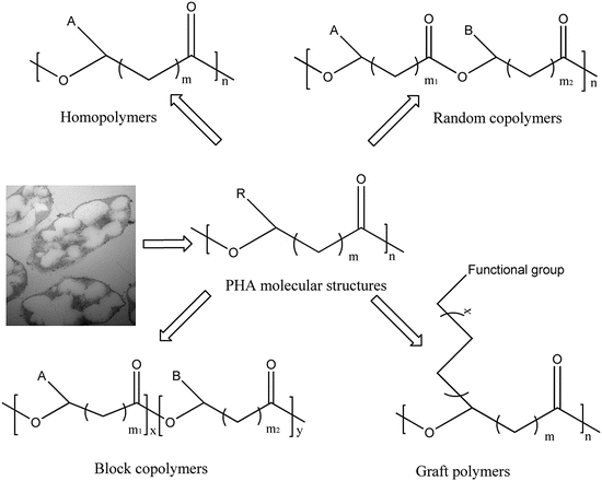 Synthetic Biology of Polyhydroxyalkanoates (PHA) | SpringerLink