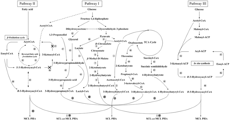 Synthetic Biology of Polyhydroxyalkanoates (PHA) | SpringerLink