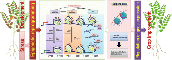 Epigenetics and Epigenomics of Plants | SpringerLink