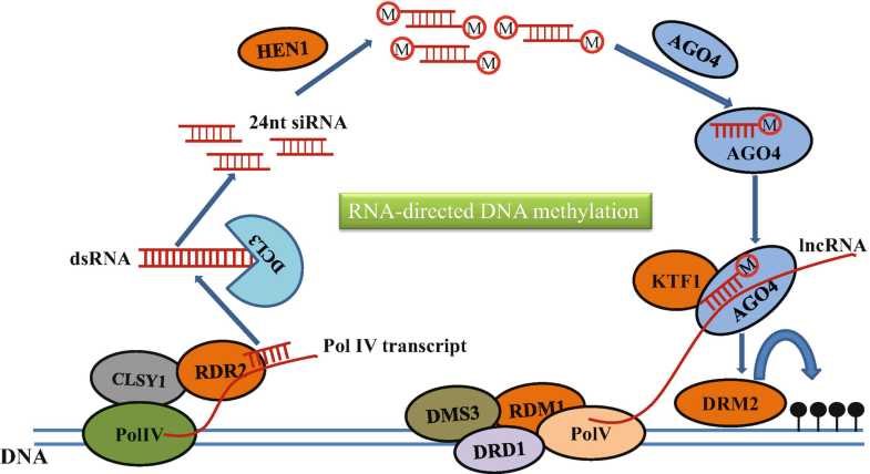 Epigenetics and Epigenomics of Plants | SpringerLink