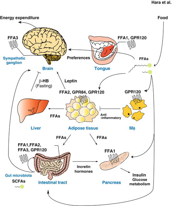 Free Fatty Acid Receptors and Their Role in Regulation of Energy ...