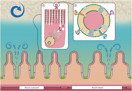 The Secretion and Action of Brush Border Enzymes in the Mammalian Small ...