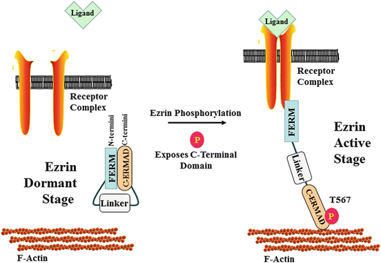 Ezrin Orchestrates Signal Transduction in Airway Cells | SpringerLink