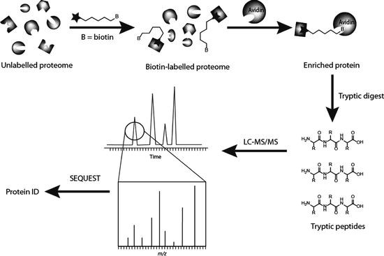 ABPP Methodology: Introduction and Overview | SpringerLink