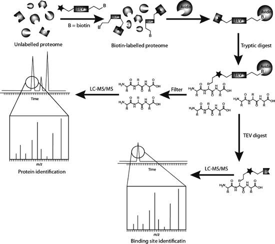 ABPP Methodology: Introduction and Overview | SpringerLink