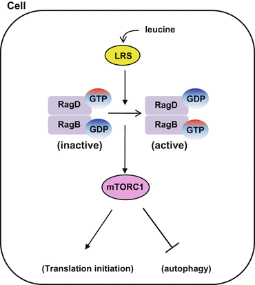 Protein–Protein Interactions and Multi-component Complexes of Aminoacyl ...