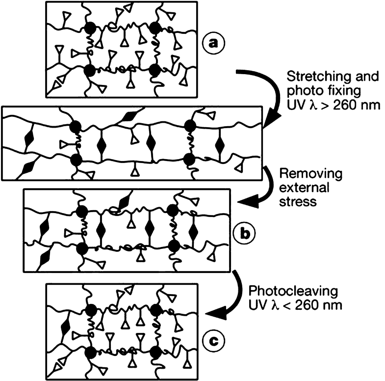 Shape-Memory Polymers and Shape-Changing Polymers | SpringerLink