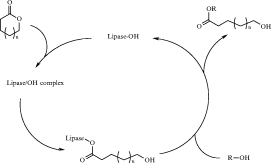 Recent Developments in Ring-Opening Polymerization of Lactones ...
