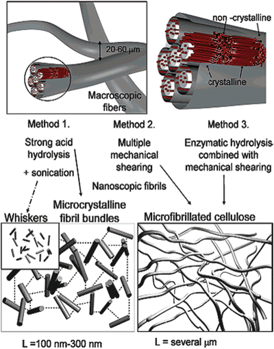 Cellulose: Structure and Properties | SpringerLink