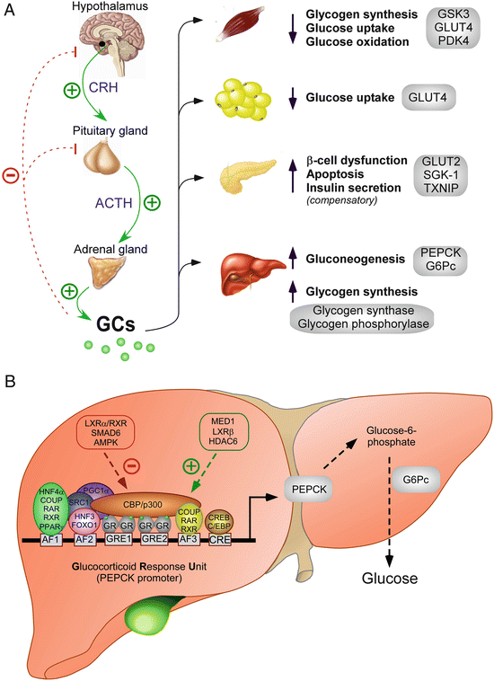 Glucocorticoids and Metabolic Control | SpringerLink