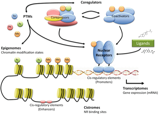 Nuclear Receptor Coregulators in Metabolism and Disease | SpringerLink