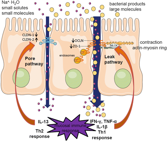Abnormal Barrier Function in Gastrointestinal Disorders | SpringerLink