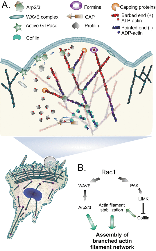 Actin Filament Structures in Migrating Cells | SpringerLink