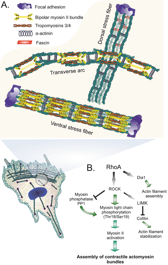 Actin Filament Structures in Migrating Cells | SpringerLink