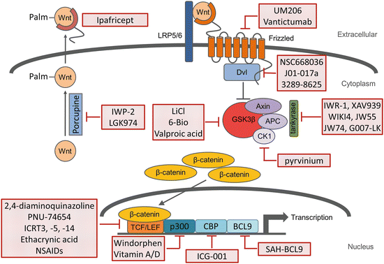 Wnt Signaling in Cardiac Remodeling and Heart Failure | SpringerLink