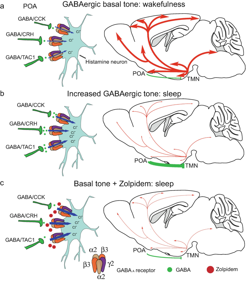 GABA Receptors and the Pharmacology of Sleep | SpringerLink