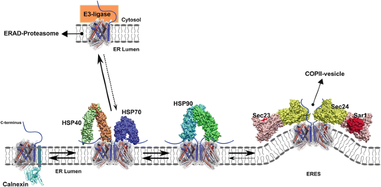 SLC6 Transporter Folding Diseases and Pharmacochaperoning | SpringerLink