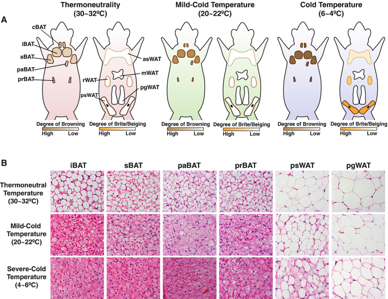 Brown Adipose Tissue Development and Metabolism | SpringerLink