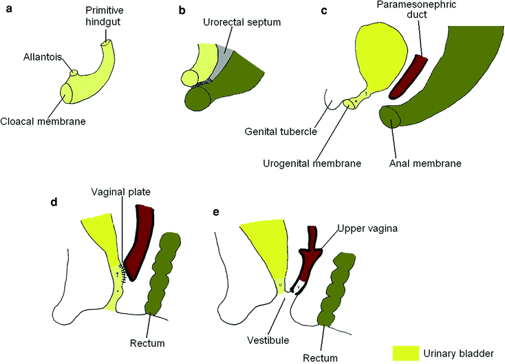 Embryology of the Female Reproductive Tract | SpringerLink