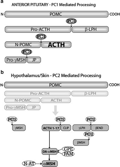 ACTH: Cellular Peptide Hormone Synthesis and Secretory Pathways ...
