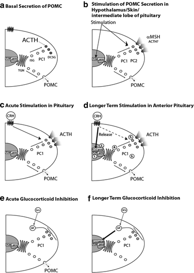 ACTH: Cellular Peptide Hormone Synthesis and Secretory Pathways ...