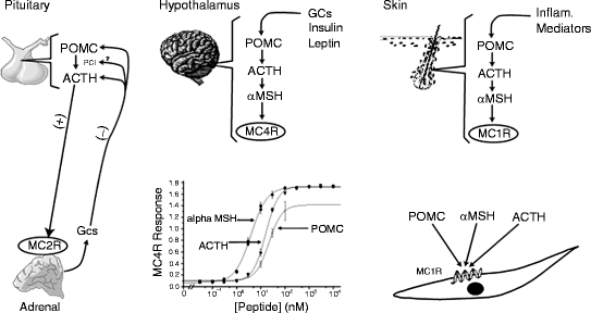 ACTH: Cellular Peptide Hormone Synthesis and Secretory Pathways ...