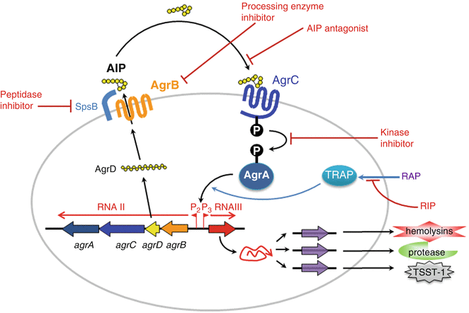 Quorum Quenching Strategy Targeting Gram-Positive Pathogenic Bacteria ...