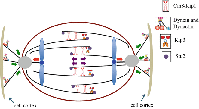 Factors that Control Mitotic Spindle Dynamics | SpringerLink