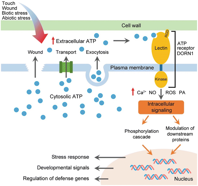 Molecular Mechanism of Plant Recognition of Extracellular ATP ...