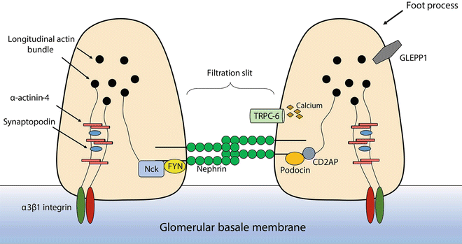 Regulation of Nephrin Phosphorylation in Diabetes and Chronic Kidney ...