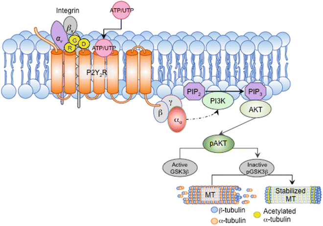 P2Y2 Receptor Functions in Cancer: A Perspective in the Context of ...
