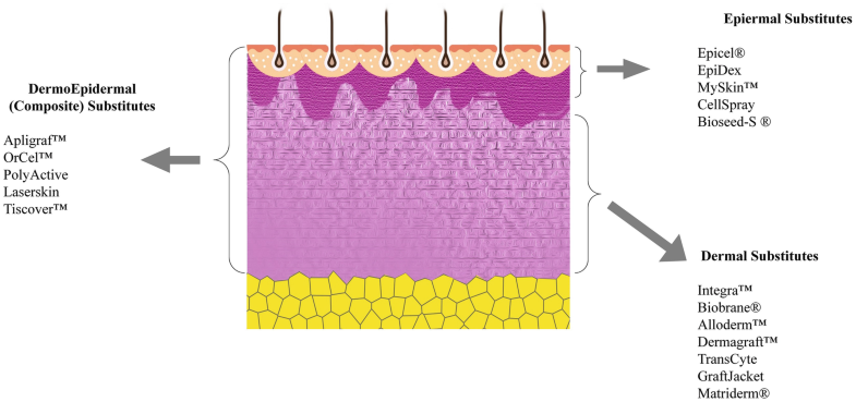 Tissue Engineered Skin Substitutes | SpringerLink