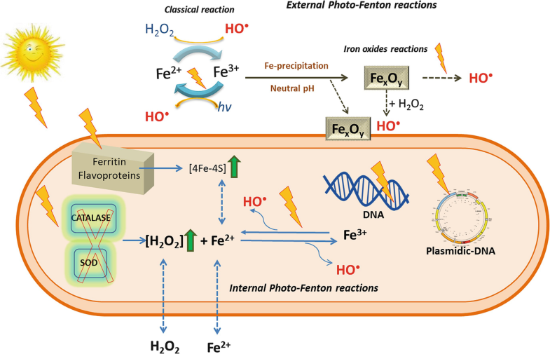 Homogeneous Fenton and Photo-Fenton Disinfection of Surface and ...