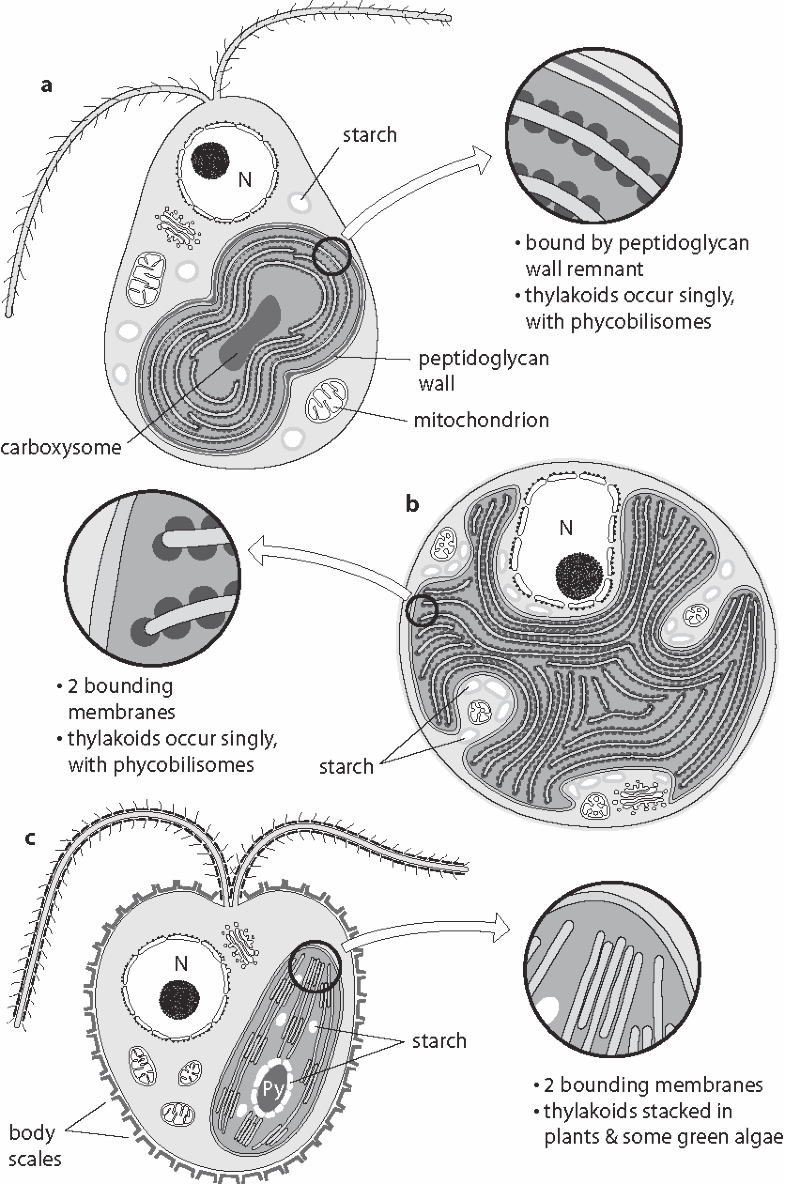 Diversity and Evolution of Plastids and Their Genomes | SpringerLink