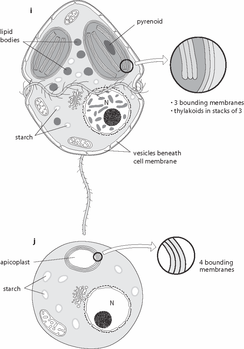 Diversity and Evolution of Plastids and Their Genomes | SpringerLink