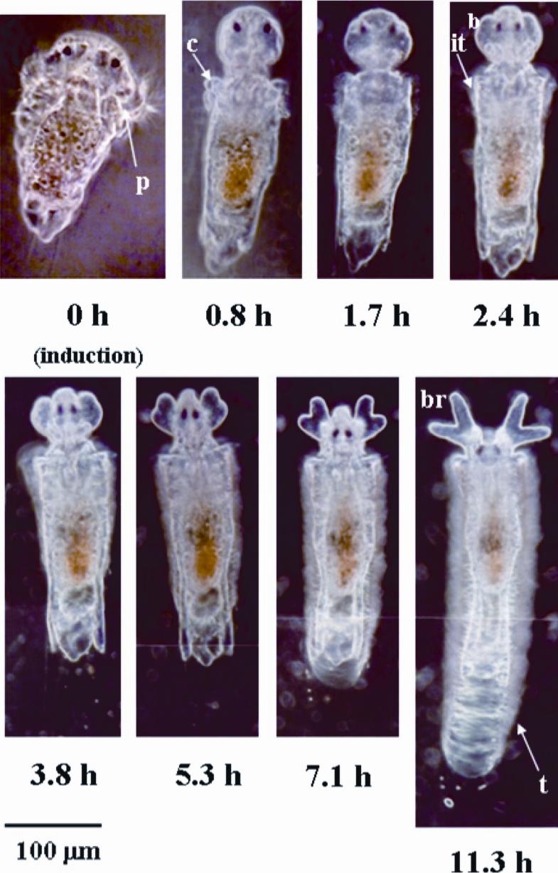 Hydroides Elegans (Annelida: Polychaeta): A Model for Biofouling ...