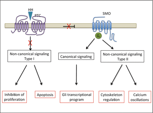 Canonical and Non-Canonical Hedgehog Signaling Pathways: Role of G ...