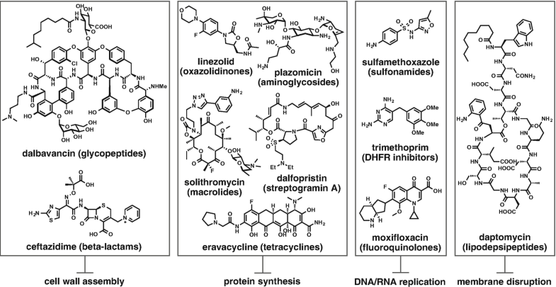 Sideromycins as Pathogen-Targeted Antibiotics | SpringerLink