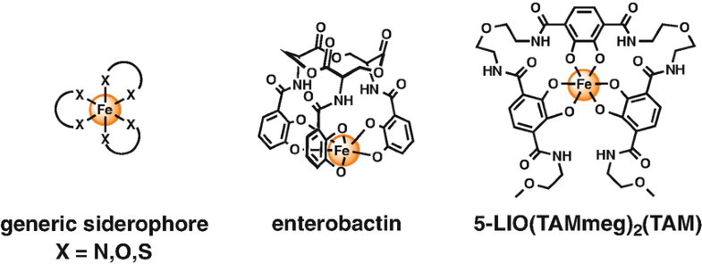 Sideromycins as Pathogen-Targeted Antibiotics | SpringerLink