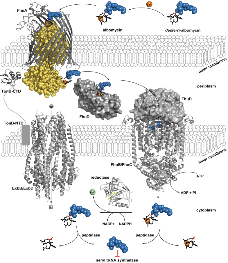Sideromycins as Pathogen-Targeted Antibiotics | SpringerLink