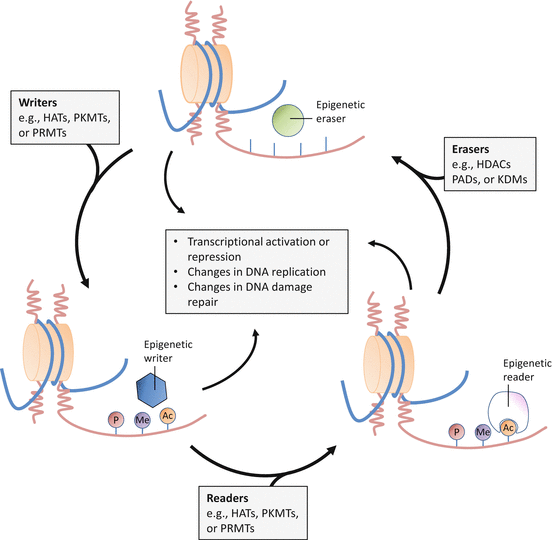 Epigenetic Modulators | SpringerLink