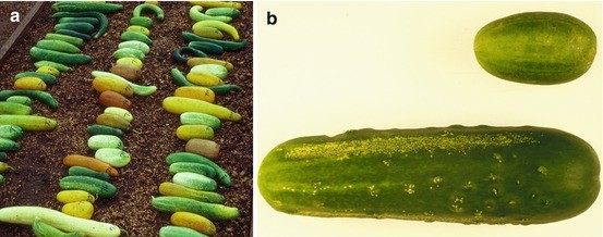 Genetic Resources of Cucumber | SpringerLink